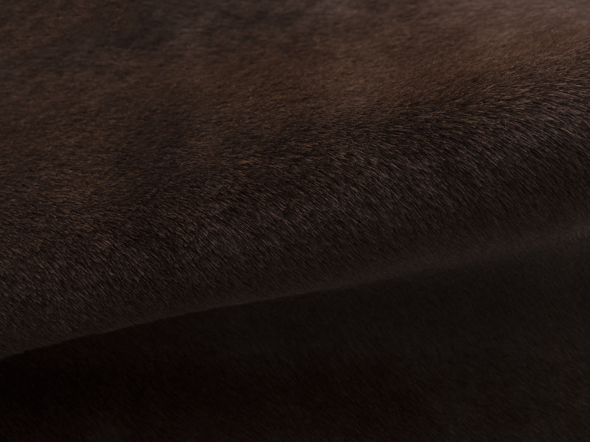 Mane Attraction: Truffle | HOLLY HUNT