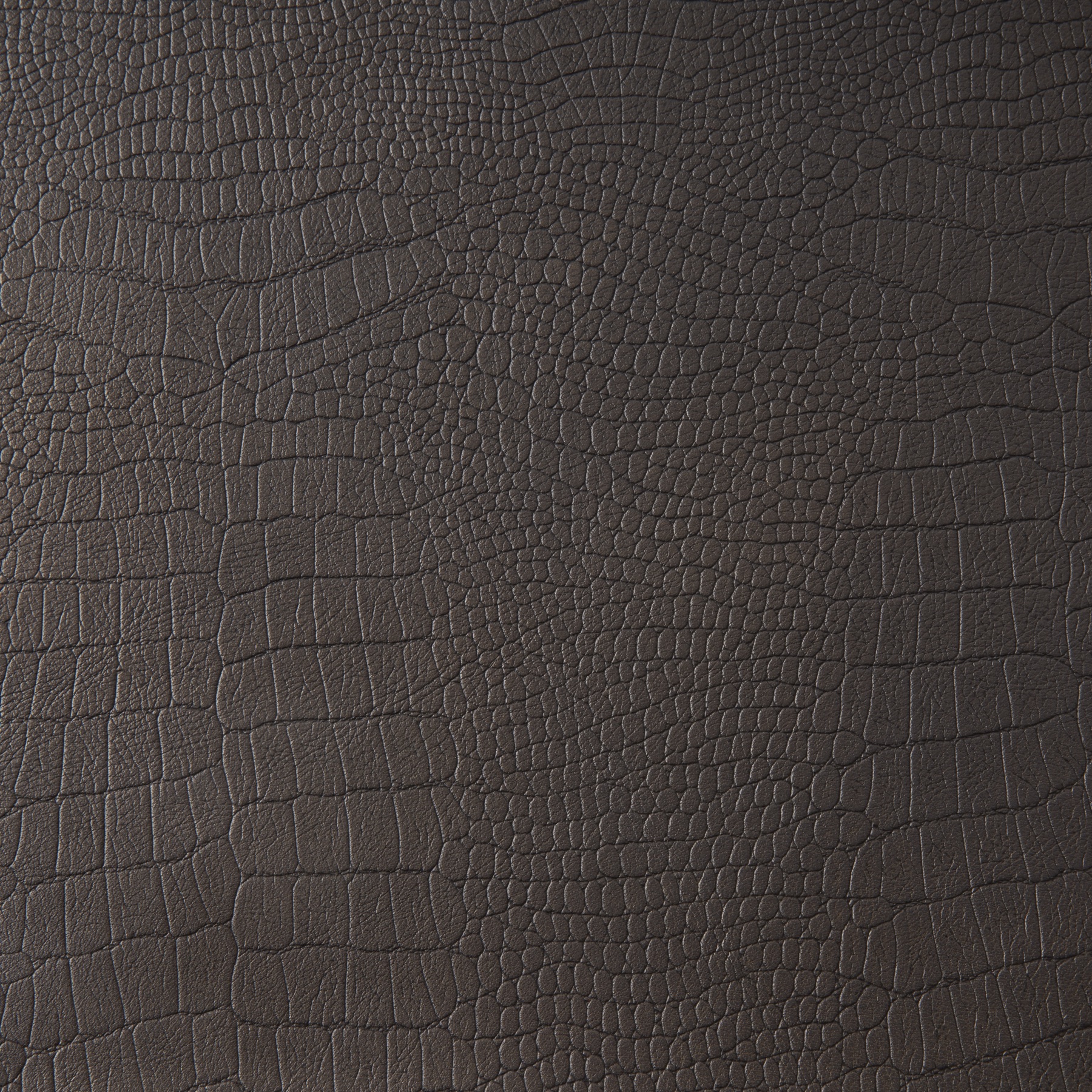 Croc: Dark Secret | HOLLY HUNT